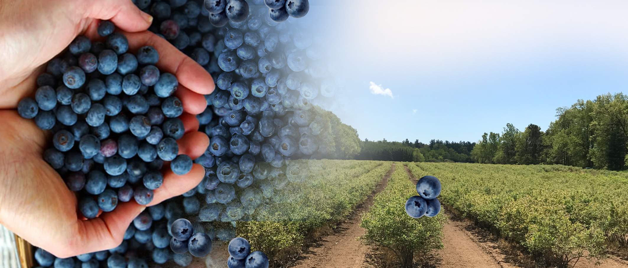 Falcon Blueberries – Farm Fresh. Highest Quality.